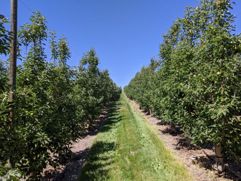 Understanding Cover Crops: The Basics & Their Benefits