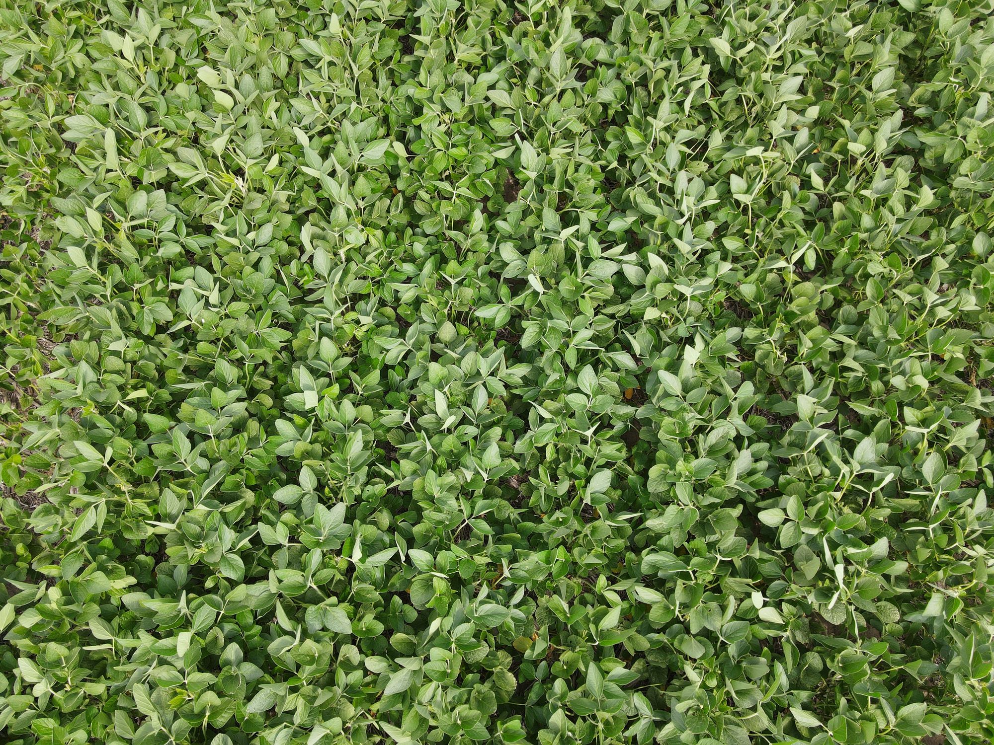 A Deep Dive Into Row Crops