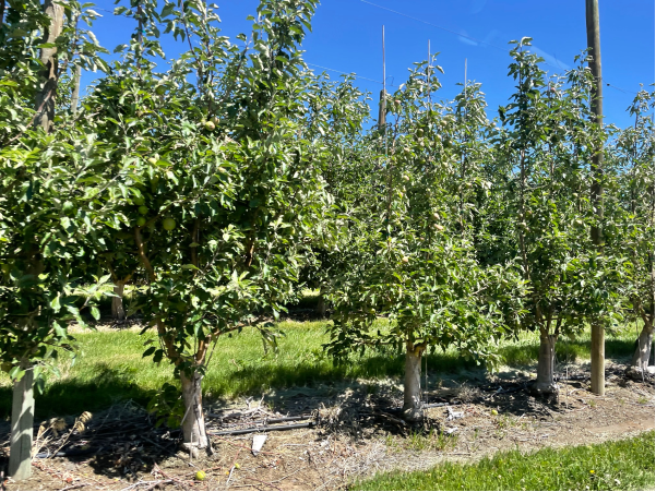 Cropland & Management Structure Diversification Within Farmland Investing
