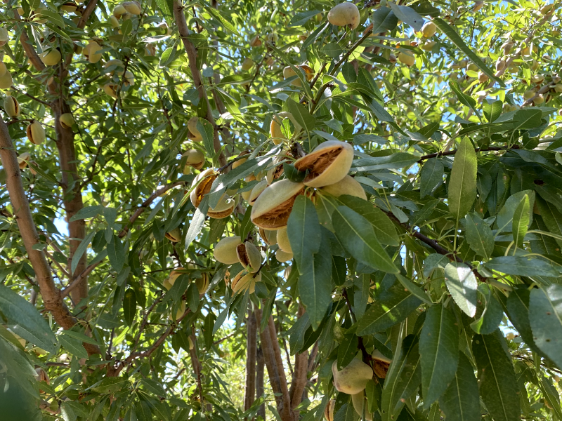 A Deep Dive Into Permanent Crops