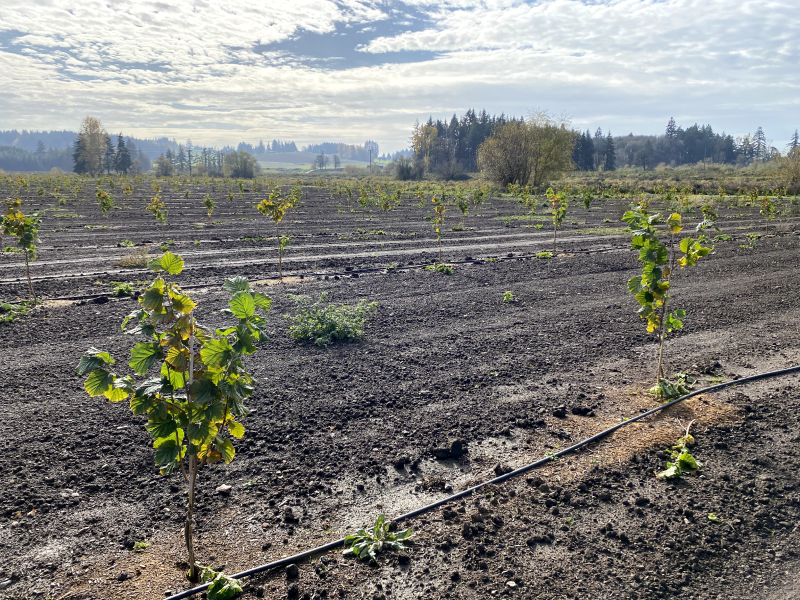 Farm Biodiversity: A Healthier Ecosystem