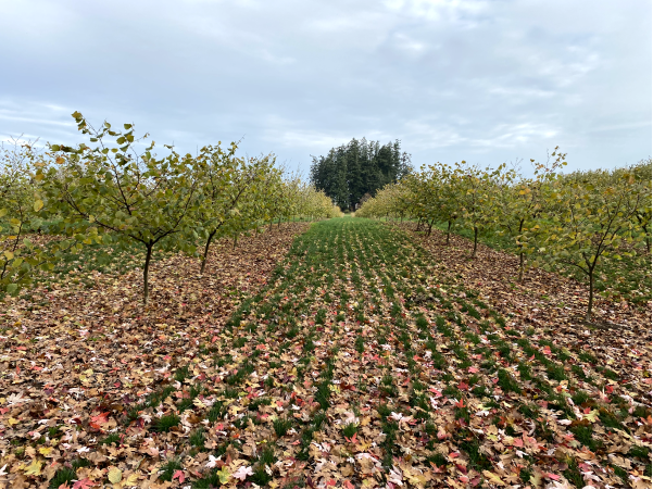 Long-Term vs. Short-Term Horizons