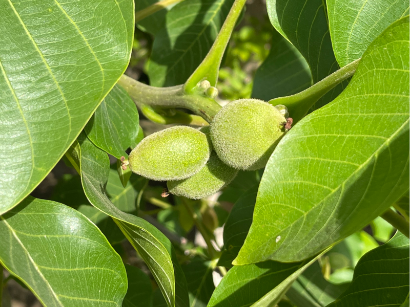 The World's Growing Love For Tree Nuts