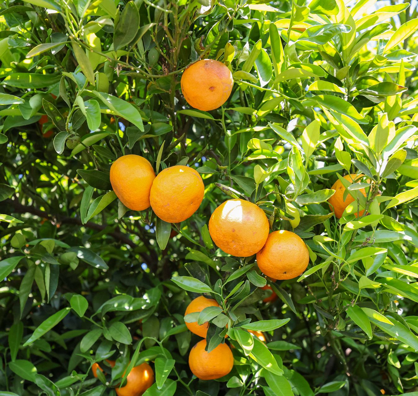 Navigating Fixed-Income Investments in 2024