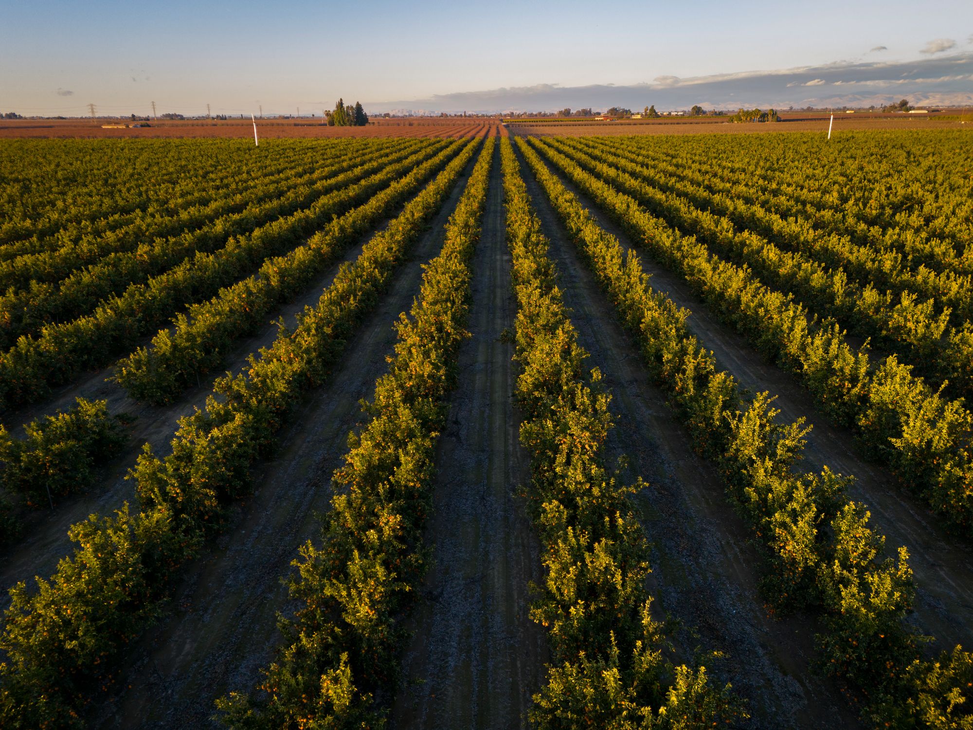 Leveraging 1031 Exchanges In Farmland