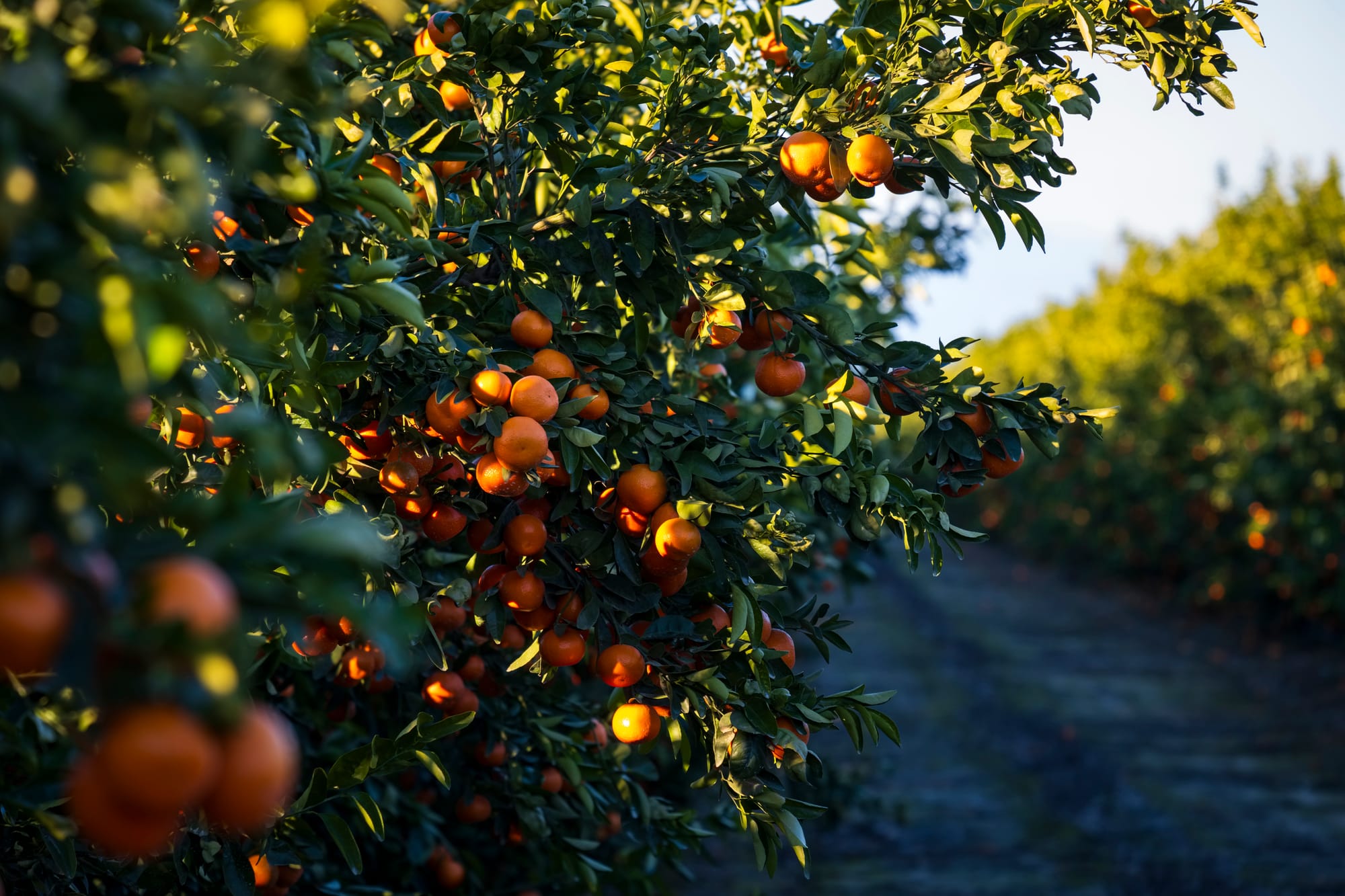 Why California Citrus Is Leading the U.S. Market — and Leaving Florida ...